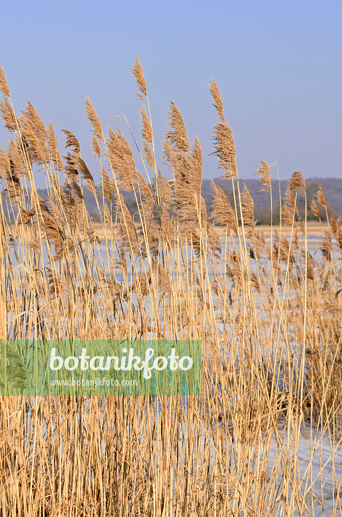 Images Roseau commun - Images de plantes et de jardins - botanikfoto