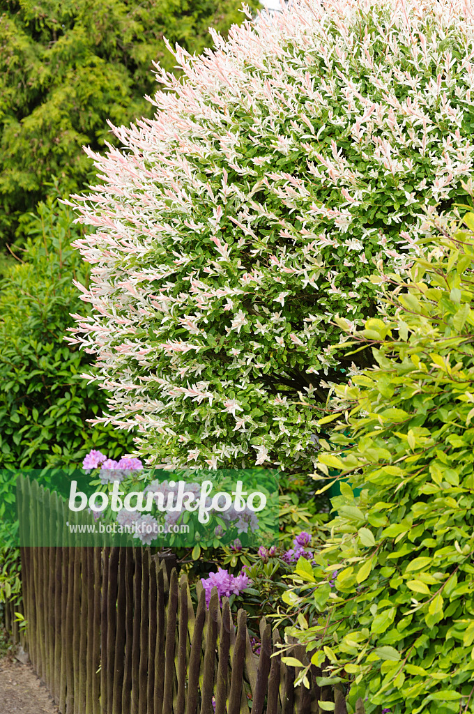 Images Salix integra 'Hakuro Nishiki' - Images de plantes et de jardins ...