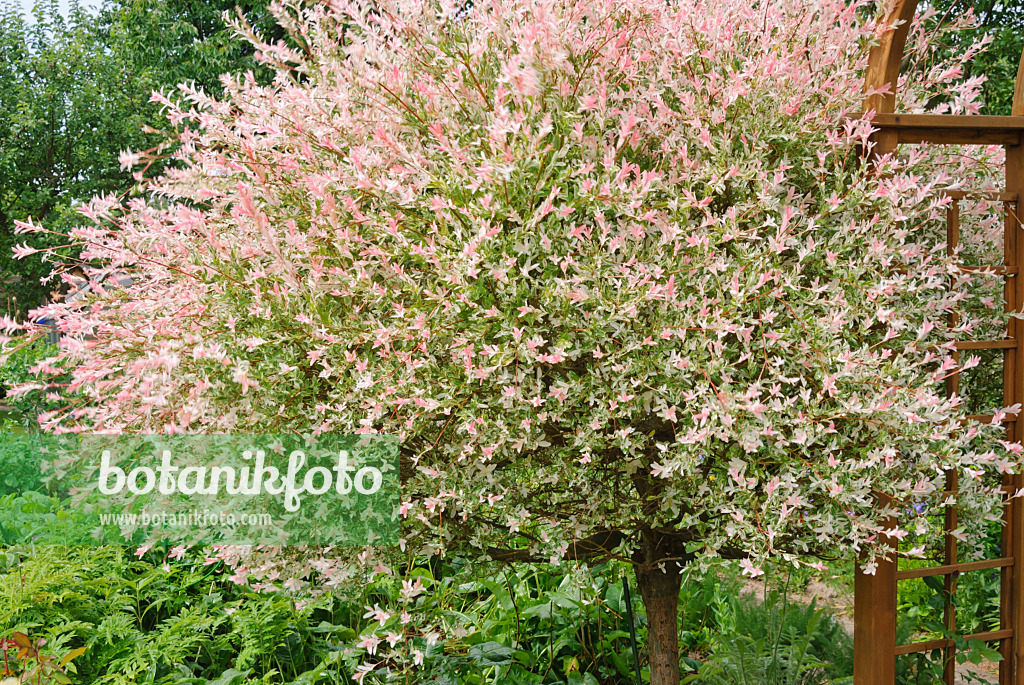 Images Salix integra 'Hakuro Nishiki' - Images de plantes et de jardins ...