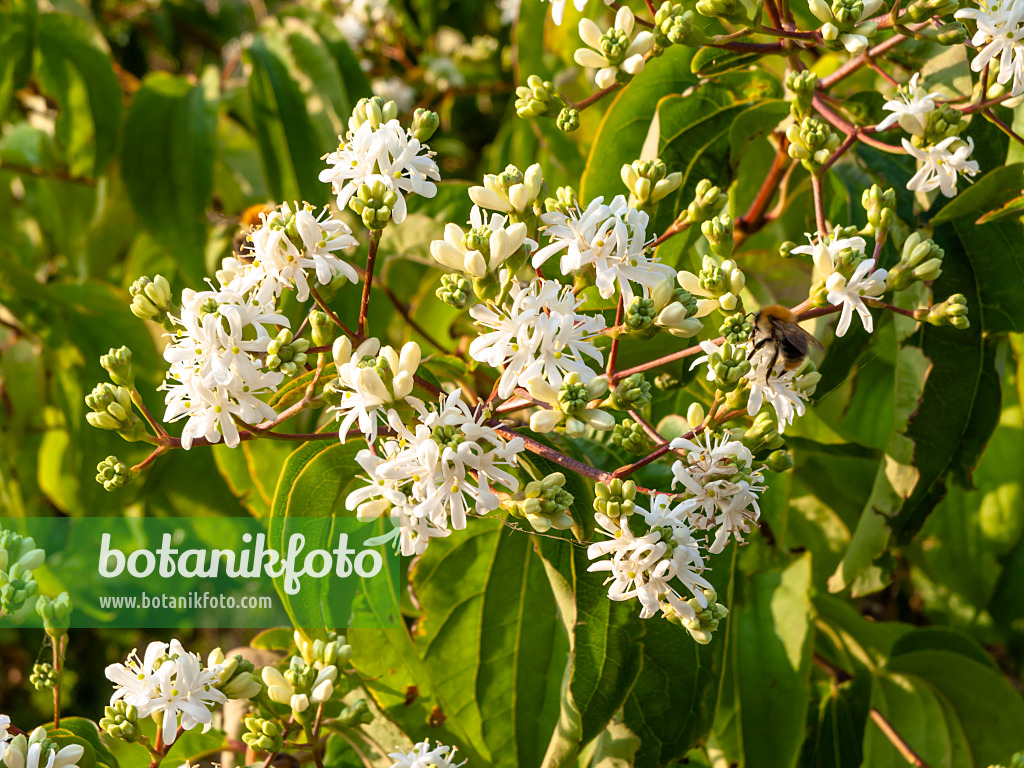 Images Heptacodium Miconioides - Images of Plants and Gardens - botanikfoto