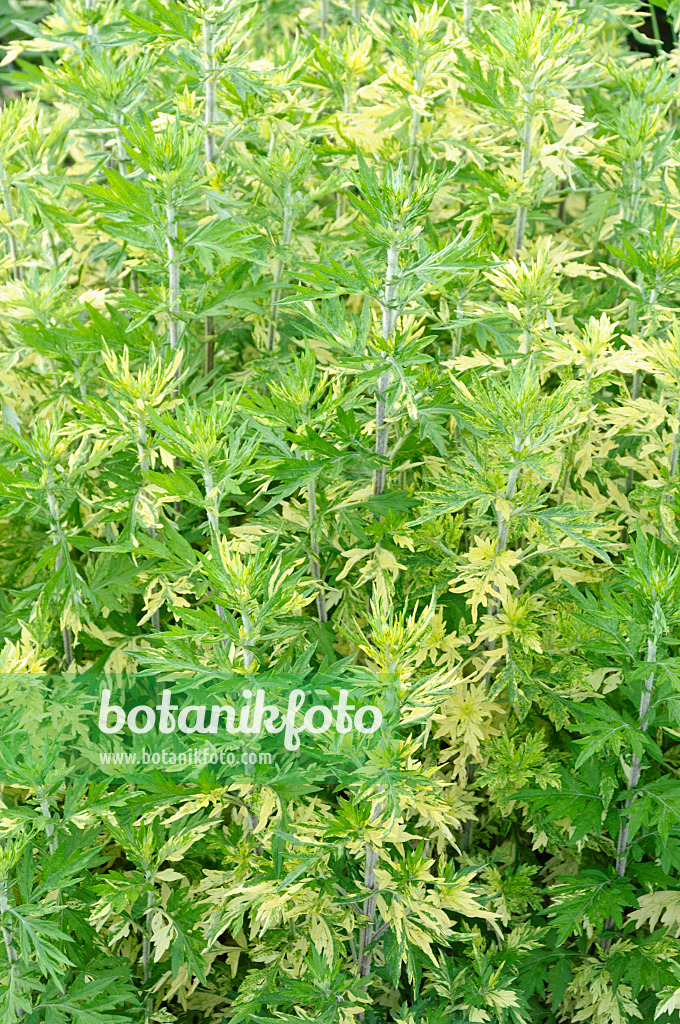 Images Artemisia vulgaris 'Oriental Limelight' - Images de plantes et ...