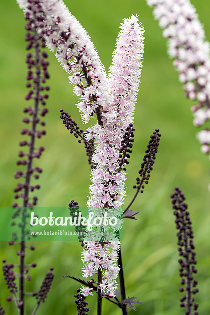 Cimicifuga Racemosa Hillside Black Beauty