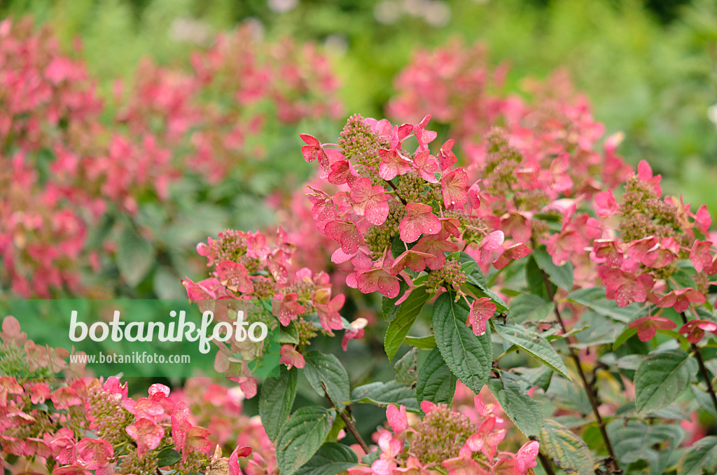Images Hydrangea paniculata 'Magical Fire' - Images de plantes et de ...