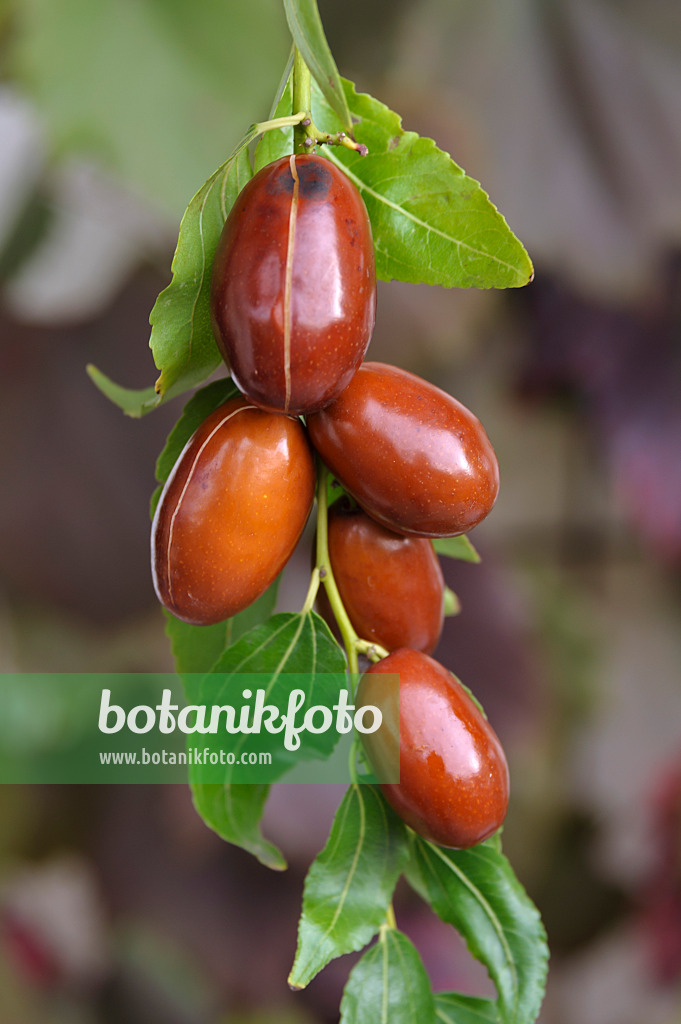 Images Jujubier commun - Images de plantes et de jardins - botanikfoto