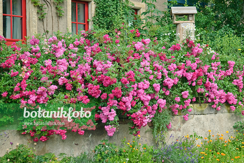 Image Rosier grimpant (Rosa Super Excelsa) avec une fontaine plantée ...