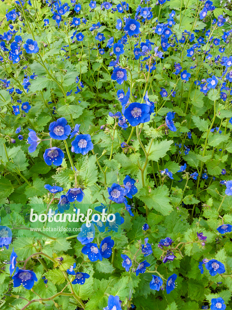 Image Lacy phacelia (Phacelia tanacetifolia) and corn poppy (Papaver ...