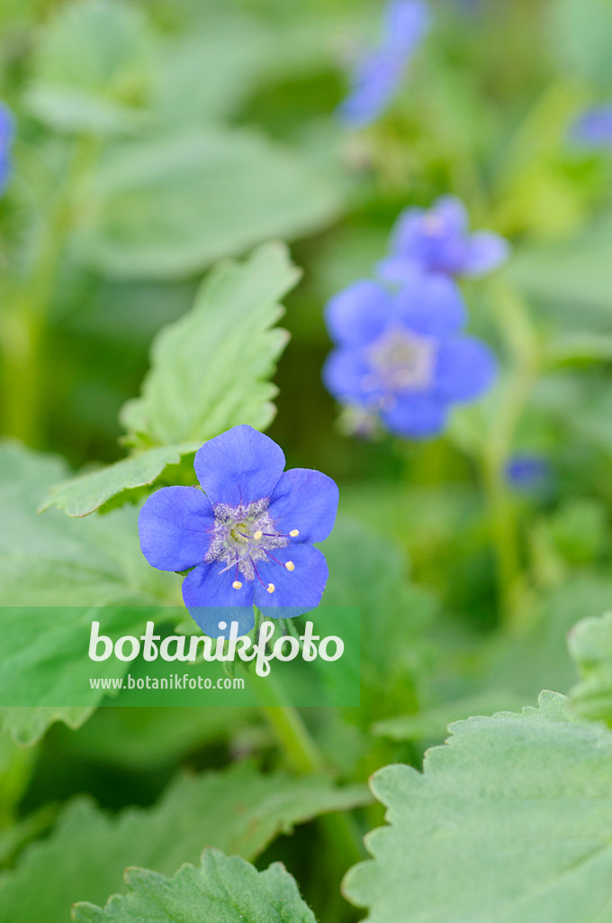 Image Lacy phacelia (Phacelia tanacetifolia) and corn poppy (Papaver ...
